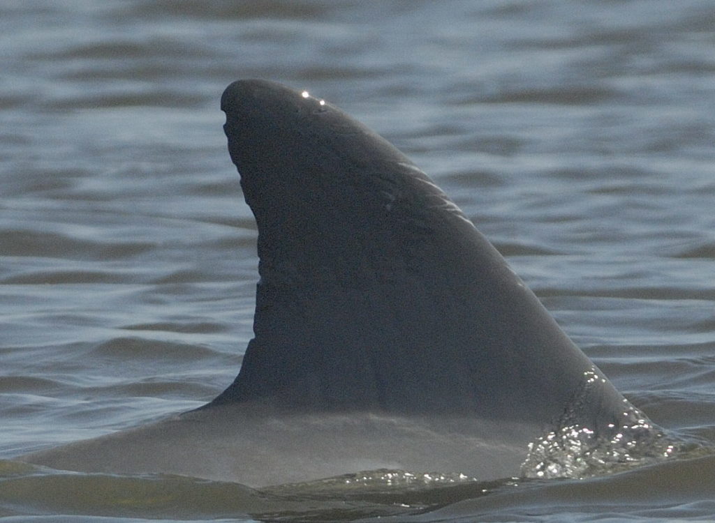 Fins for Fingerprints - Georgia Dolphin Ecology Program